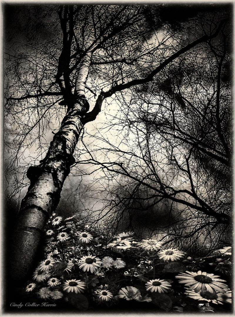 Creative B&W Photo Artistry